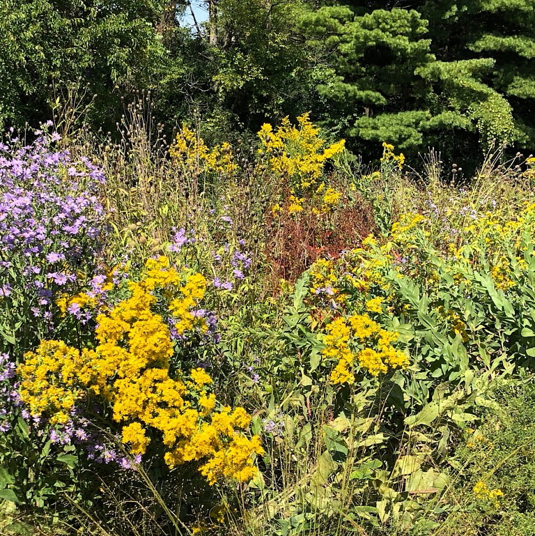 Native Flowers - The Wildflower Preservation and Propagation Committee