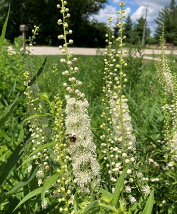 Walk on the Wild Side, The Property of Kathy & Ders Anderson, Saturday ...