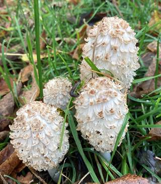 Walk on the Wild Side, The Property of Kathy & Ders Anderson, Saturday ...