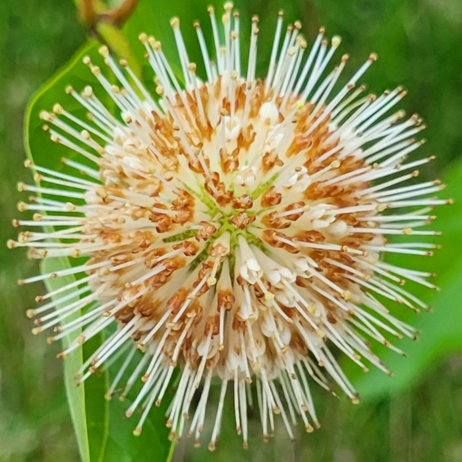 Walk on the Wild Side, The property of Stacy & Mike Iwanicki, Saturday ...