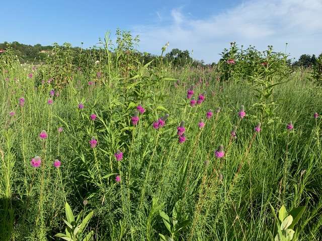 Walk on the Wild Side in a Bull Valley Prairie, Sunday, July 26, 2026 ...