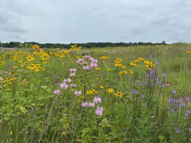 Walk on the Wild Side in a Bull Valley Prairie, Sunday, July 26, 2026 ...